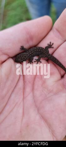 Eastern tree dtella (Gehyra versicolor Stock Photo - Alamy