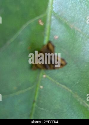 Metalmark Moths (Choreutidae Stock Photo - Alamy