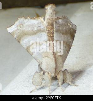 Angel Moth (Olceclostera angelica Stock Photo - Alamy