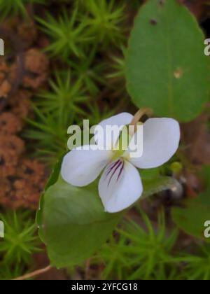 primrose-leaved violet (Viola primulifolia Stock Photo - Alamy