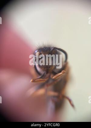Ground Yellowjackets (Vespula Stock Photo - Alamy