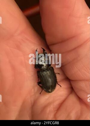 Antelope Beetle (Dorcus parallelus Stock Photo - Alamy