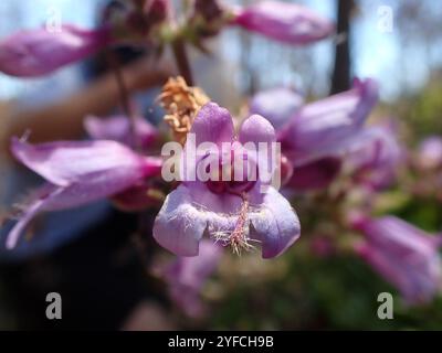 santa cruz mountains beardtongue (Penstemon rattanii kleei) Plantae ...