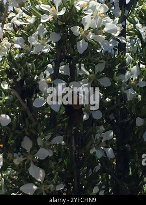 Morrison's Bumble Bee (Bombus morrisoni Stock Photo - Alamy