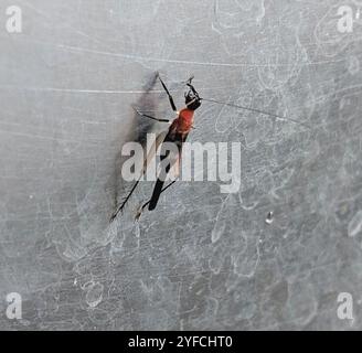 Trigs and Sword-tailed Crickets (Trigonidiinae Stock Photo - Alamy