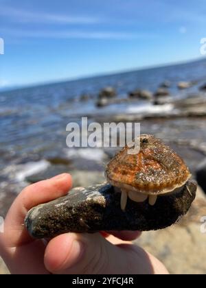 Rough Keyhole Limpet (Diodora aspera) Mollusca Stock Photo - Alamy