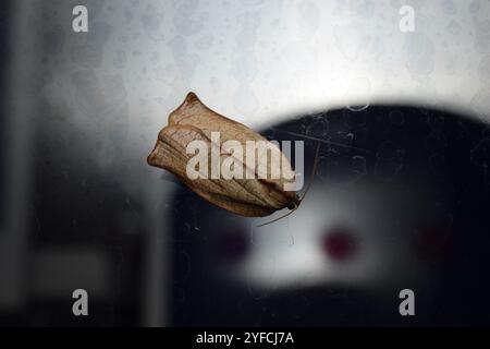 Oriental tea tortrix moth (Homona magnanima Stock Photo - Alamy