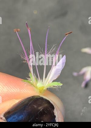 western waterleaf (Hydrophyllum occidentale Stock Photo - Alamy