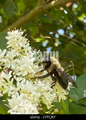 Virginia Carpenter Bee (Xylocopa virginica virginica Stock Photo - Alamy