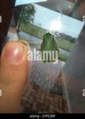 Rio Hatchet-faced Tree Frog (Sphaenorhynchus planicola Stock Photo - Alamy