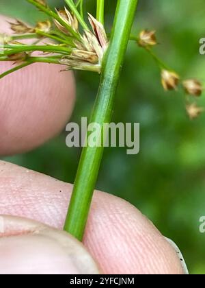 eastern soft rush (Juncus effusus solutus Stock Photo - Alamy