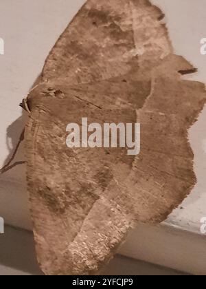 Curved-toothed Geometer Moth (Eutrapela clemataria Stock Photo - Alamy