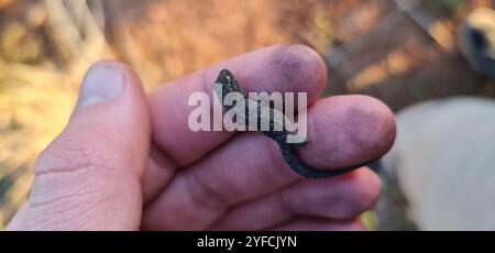 Eastern tree dtella (Gehyra versicolor Stock Photo - Alamy