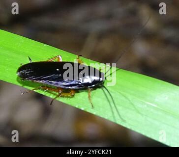 Dark Wood Cockroach (Ischnoptera deropeltiformis Stock Photo - Alamy