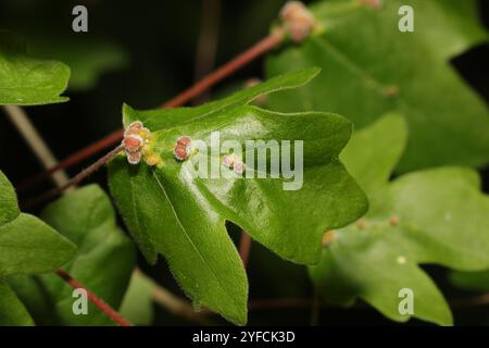 solitary maple leaf gall mite (Aceria macrochela Stock Photo - Alamy