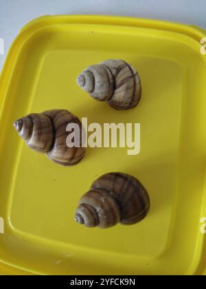 Common River-snail (Viviparus viviparus Stock Photo - Alamy