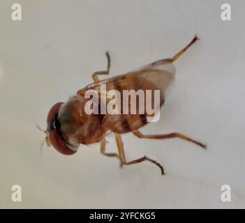 Bromeliad Flies (Copestylum Stock Photo - Alamy