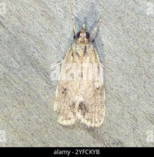Many-spotted Scoparia Moth (Scoparia basalis Stock Photo - Alamy