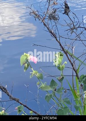 Saltmarsh mallow (Kosteletzkya pentacarpos Stock Photo - Alamy
