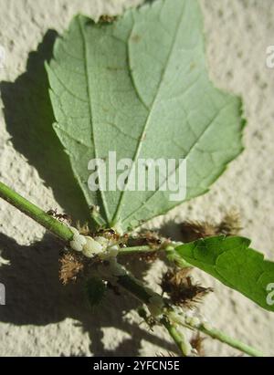 Chinese Bur (Triumfetta rhomboidea Stock Photo - Alamy