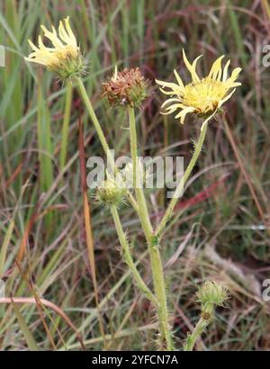 Rasp African Thistle (Berkheya radula Stock Photo - Alamy