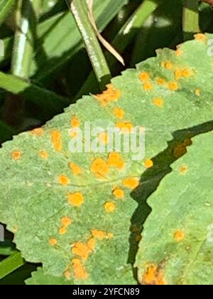 Euphorbia Rust (Melampsora euphorbiae Stock Photo - Alamy
