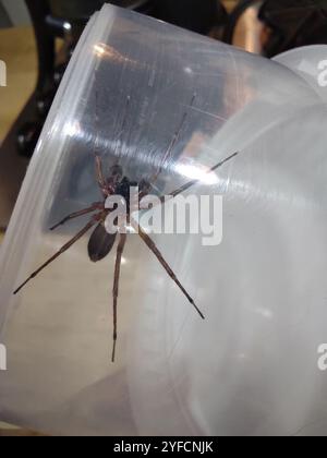 Ground and Ant-mimic Sac Spiders (Corinnidae Stock Photo - Alamy