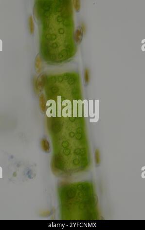 Green Tarantula Weed (Acrosiphonia arcta Stock Photo - Alamy