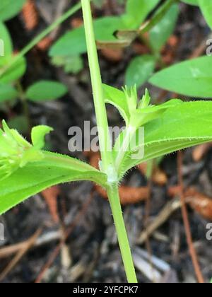 summer bluet (Houstonia purpurea Stock Photo - Alamy