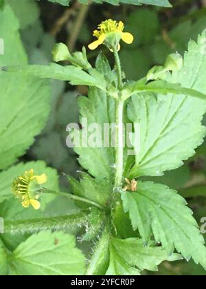 Spring Avens (Geum vernum Stock Photo - Alamy