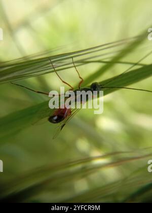 Aulacid Wasps (Aulacidae Stock Photo - Alamy