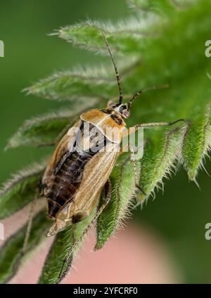 handsome plant bug (Harpocera thoracica Stock Photo - Alamy