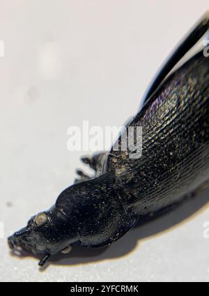 Rough Violet Ground Beetle (Carabus problematicus Stock Photo - Alamy