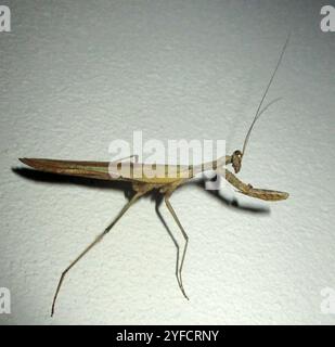 Brown Leaf Mantid (Dystacta alticeps Stock Photo - Alamy