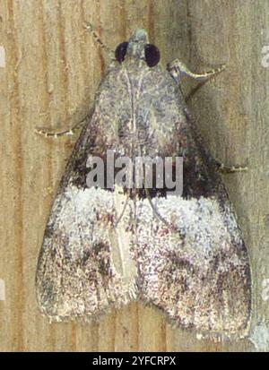 Pine Webworm Moth (Pococera robustella Stock Photo - Alamy