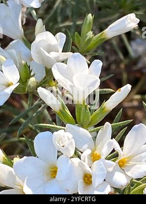 Many-flowered Linanthus (Leptosiphon floribundus Stock Photo - Alamy