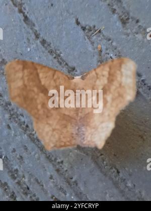 Oak Besma Moth (Besma quercivoraria Stock Photo - Alamy