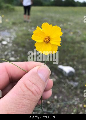 Slender Greenthread (Thelesperma simplicifolium Stock Photo - Alamy