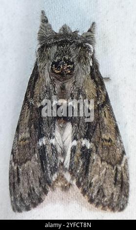 Georgian Prominent (Paraeschra georgica Stock Photo - Alamy