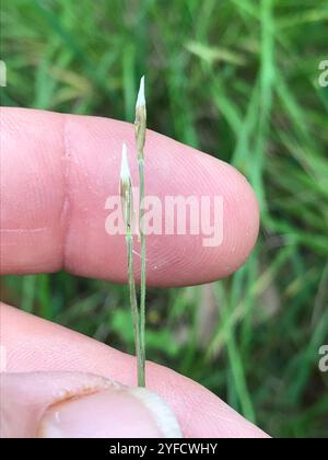Texas winter grass (Nassella leucotricha Stock Photo - Alamy