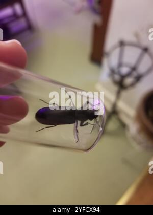 Stout's Hardwood Borer (Polycaon stoutii Stock Photo - Alamy