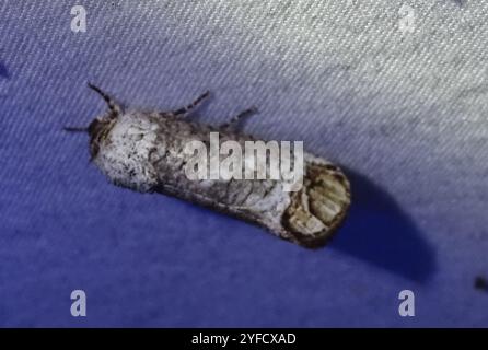 Pecan Carpenterworm Moth (Cossula magnifica Stock Photo - Alamy