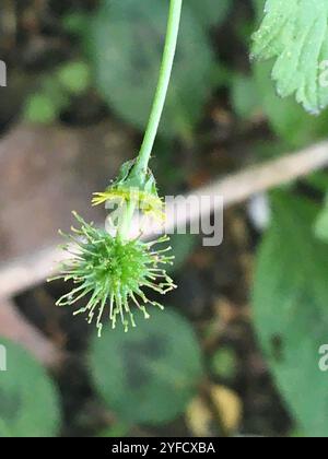Spring Avens (Geum vernum Stock Photo - Alamy