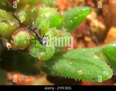 Small pugnacious ant (Anoplolepis steingroeveri Stock Photo - Alamy