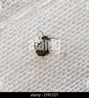 Common Barklice (Psocidae Stock Photo - Alamy