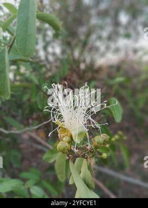 bay-leaved caper (Cynophalla flexuosa) Plantae Stock Photo - Alamy