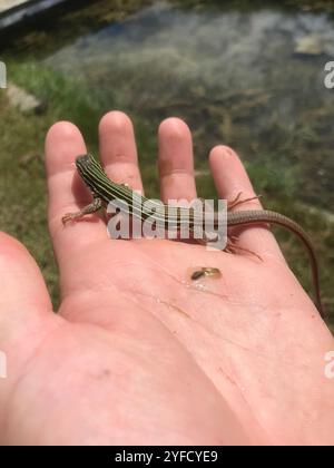 Common Spotted Whiptail (Aspidoscelis gularis Stock Photo - Alamy