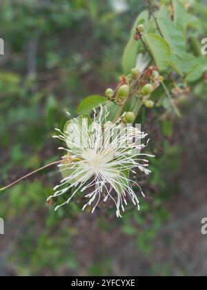 bay-leaved caper (Cynophalla flexuosa Stock Photo - Alamy
