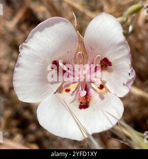 clay mariposa lily (Calochortus argillosus Stock Photo - Alamy