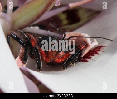 California Bee Assassin (Apiomerus californicus Stock Photo - Alamy